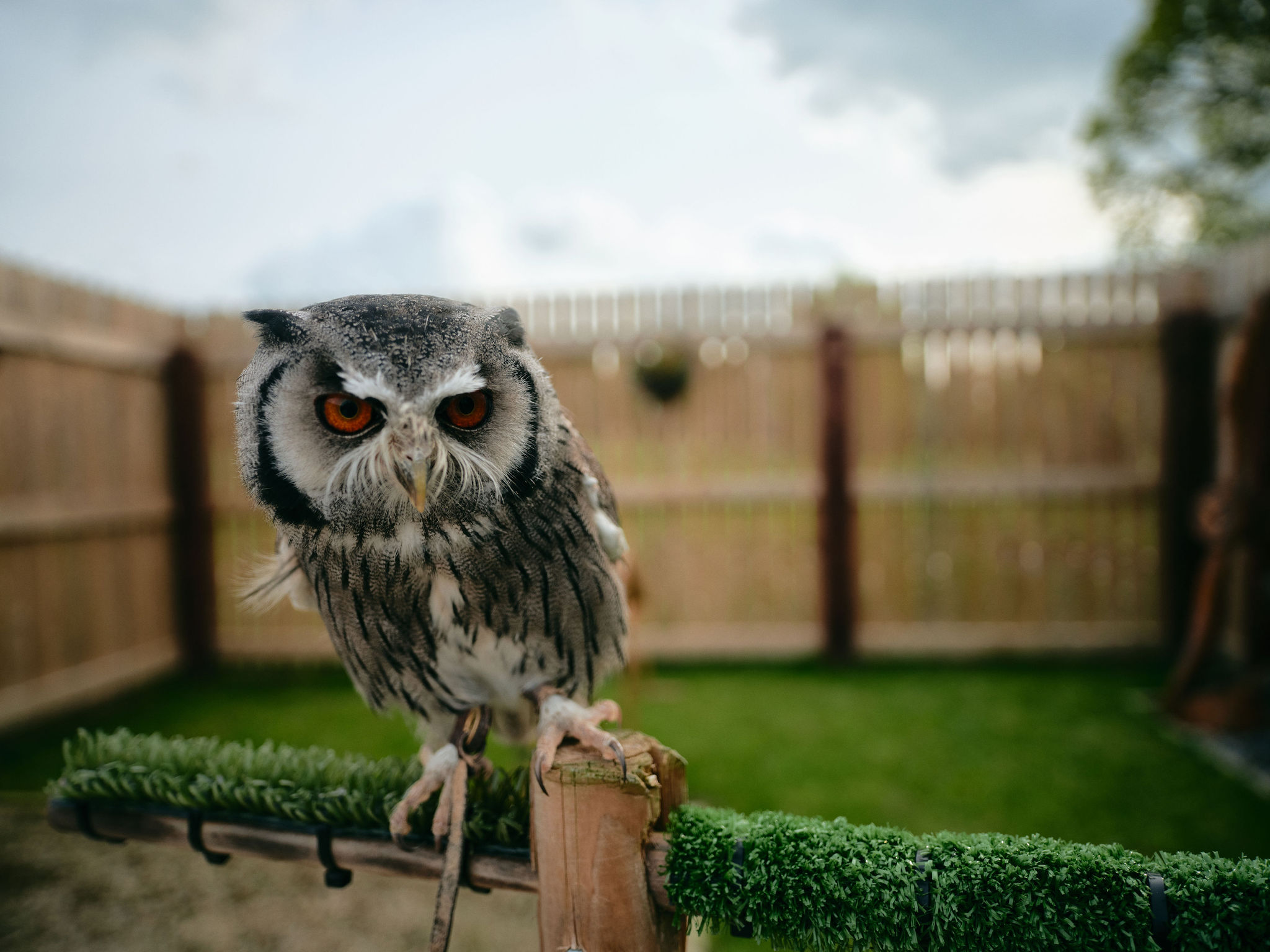 Falconry Kilkenny | Falconry Ireland | Lyrath Estate