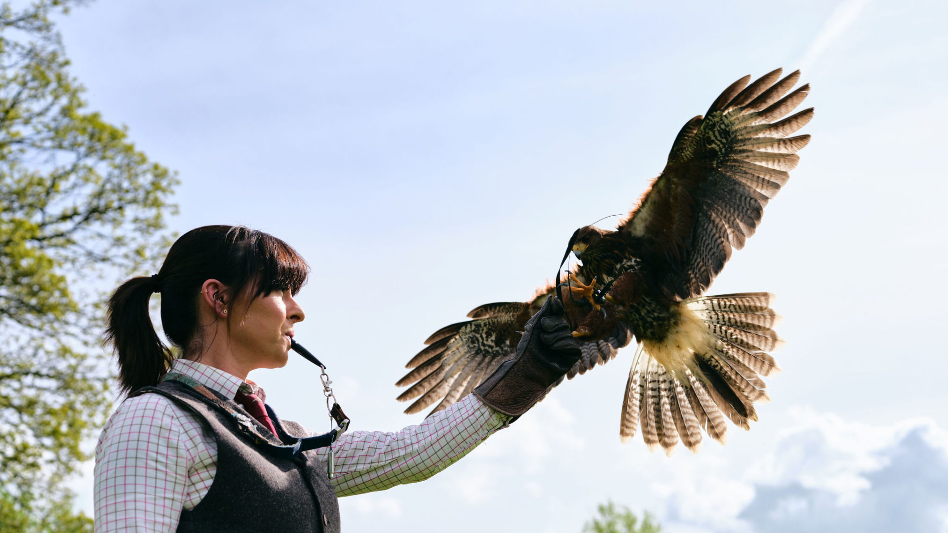 Falconry Kilkenny | Falconry Ireland | Lyrath Estate
