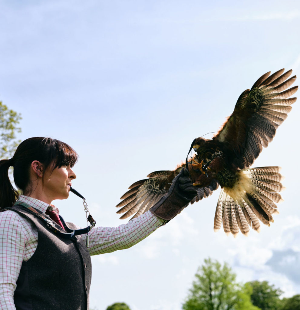 Falconry Kilkenny | Falconry Ireland | Lyrath Estate