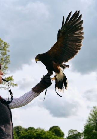 Falconry Kilkenny | Falconry Ireland | Lyrath Estate