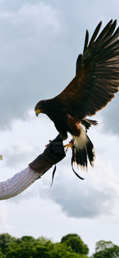 Falconry Kilkenny | Falconry Ireland | Lyrath Estate