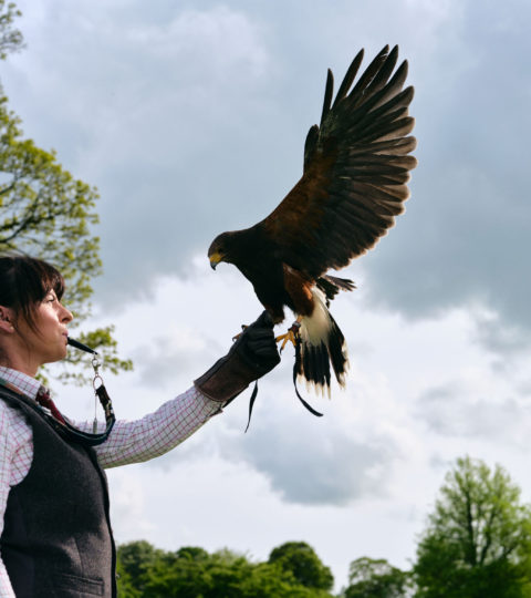 Falconry Kilkenny | Falconry Ireland | Lyrath Estate