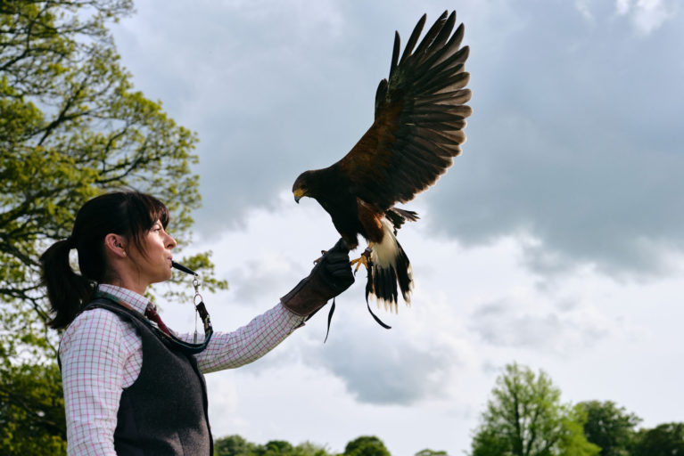 Falconry Kilkenny | Falconry Ireland | Lyrath Estate