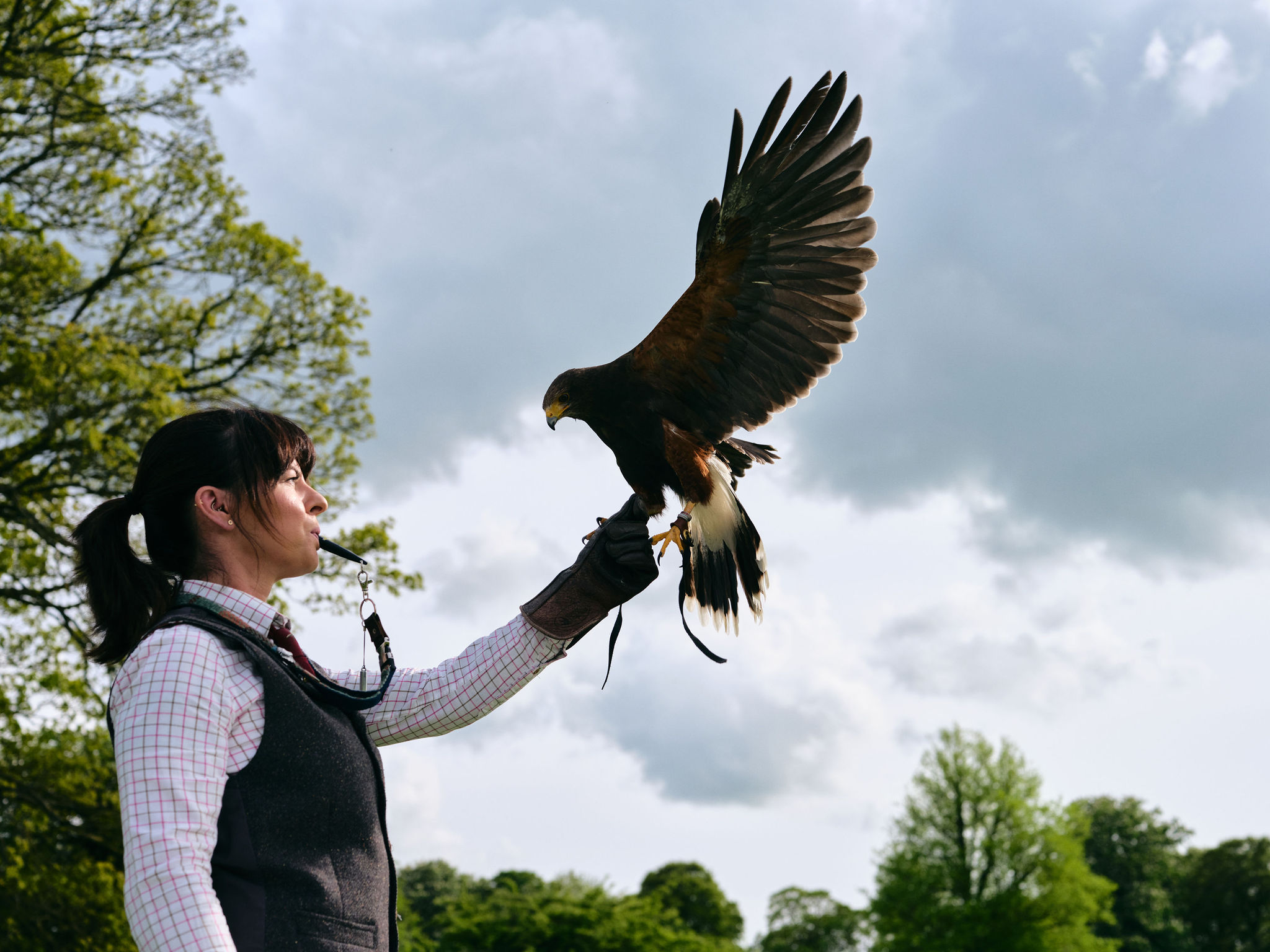 Private Hawk Walk | Hawk Experiences Kilkenny | Lyrath Estate