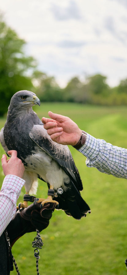 Falconry Kilkenny | Falconry Ireland | Lyrath Estate